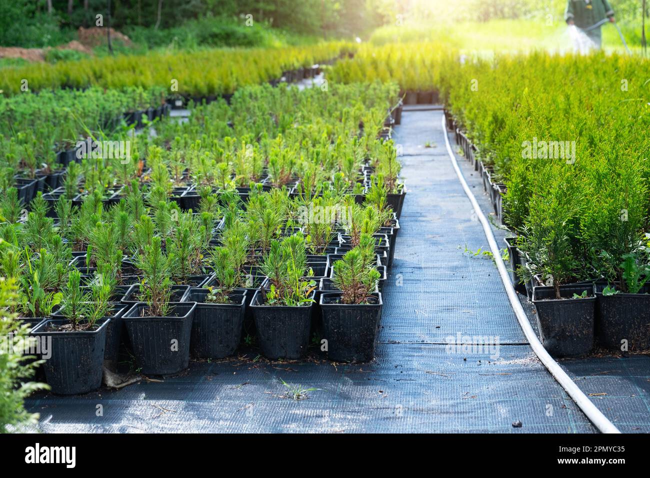 Nursery of coniferous plants in pots with a closed root for planting on ...