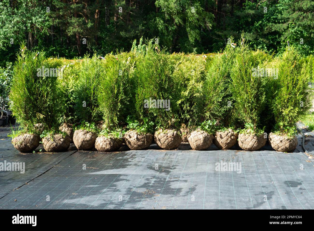Nursery of coniferous plants in pots with a closed root for planting on ...