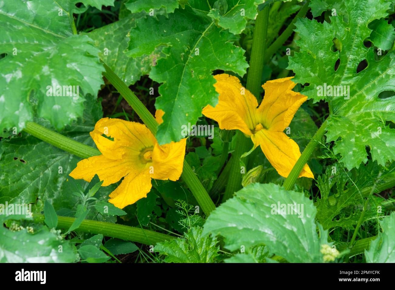 A large yellow zucchini flower in the garden. Flowering of vegetable ...