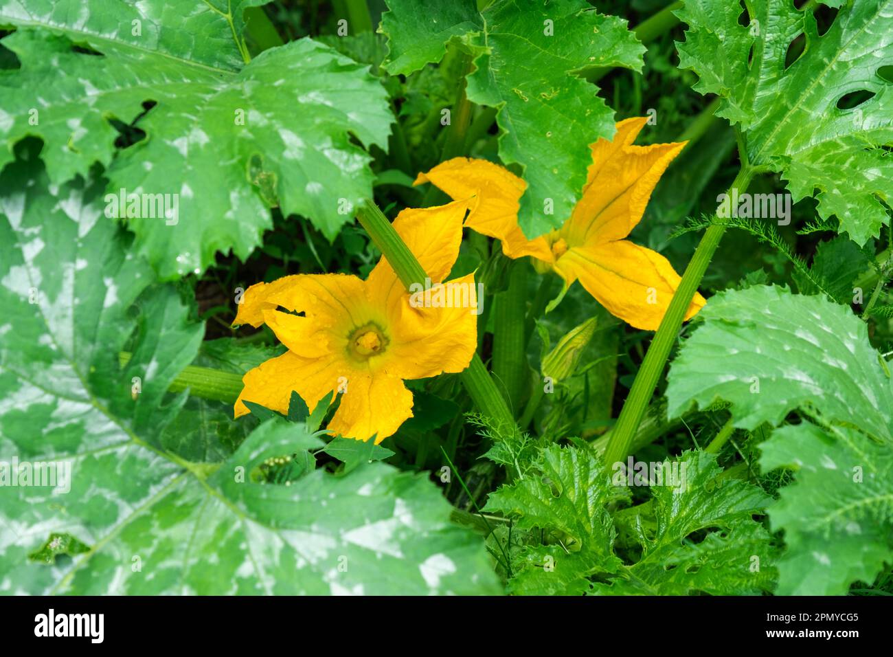 A large yellow zucchini flower in the garden. Flowering of vegetable ...