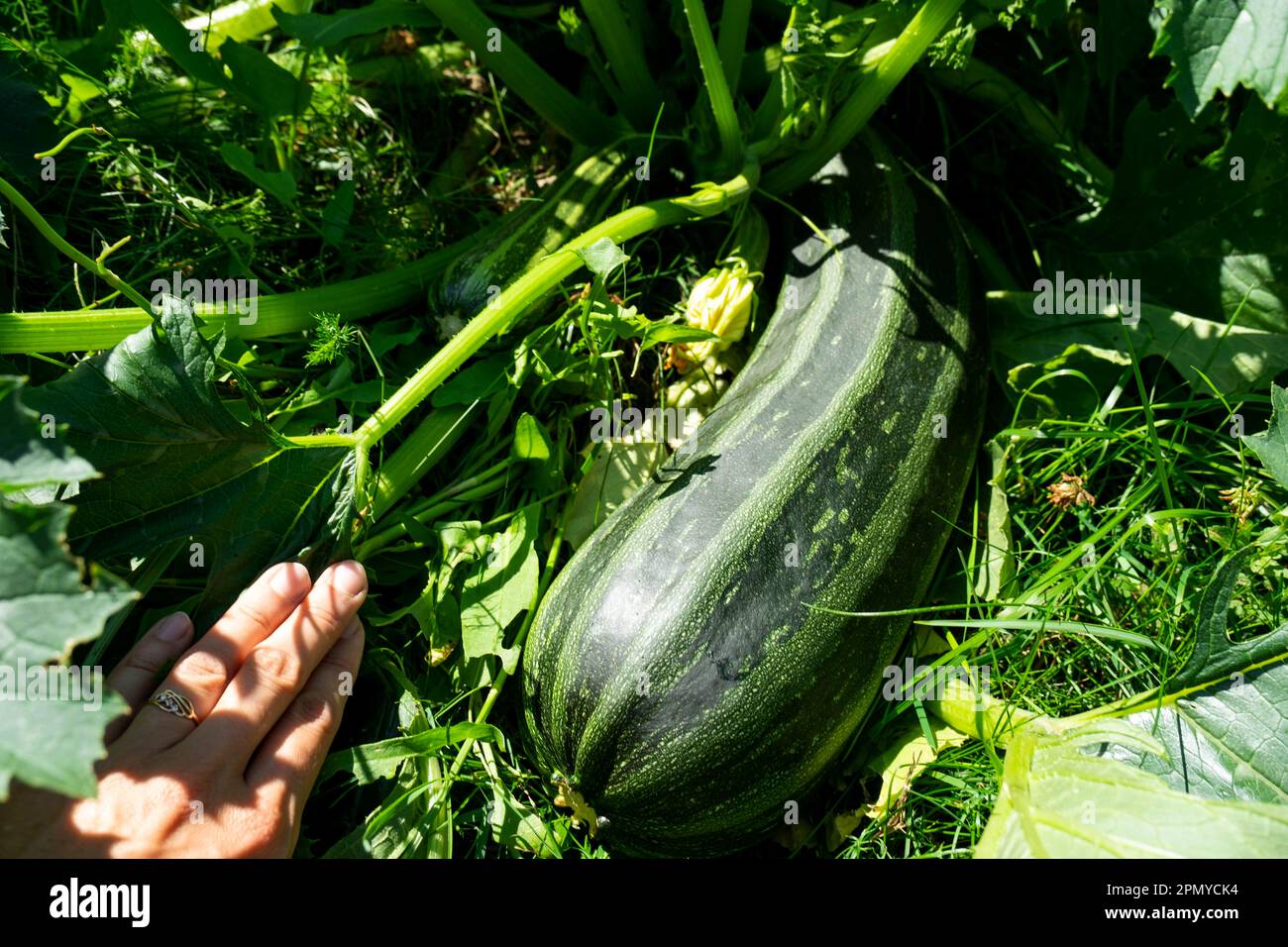 Zucchini, pumpkin and courgette in the garden bed in a suburban area ...