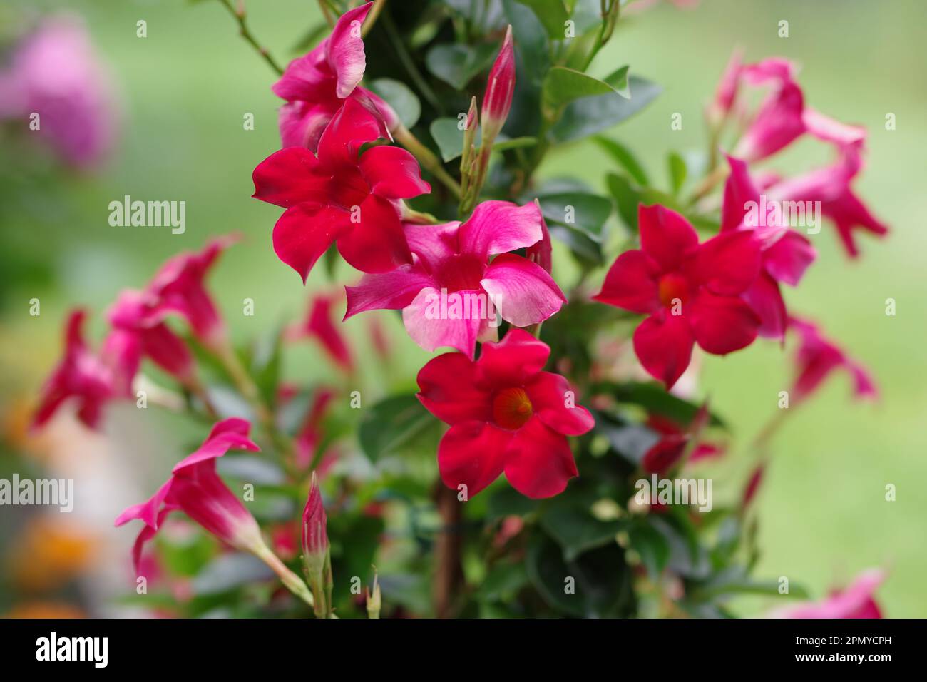 Aperture series of a flower Stock Photo - Alamy