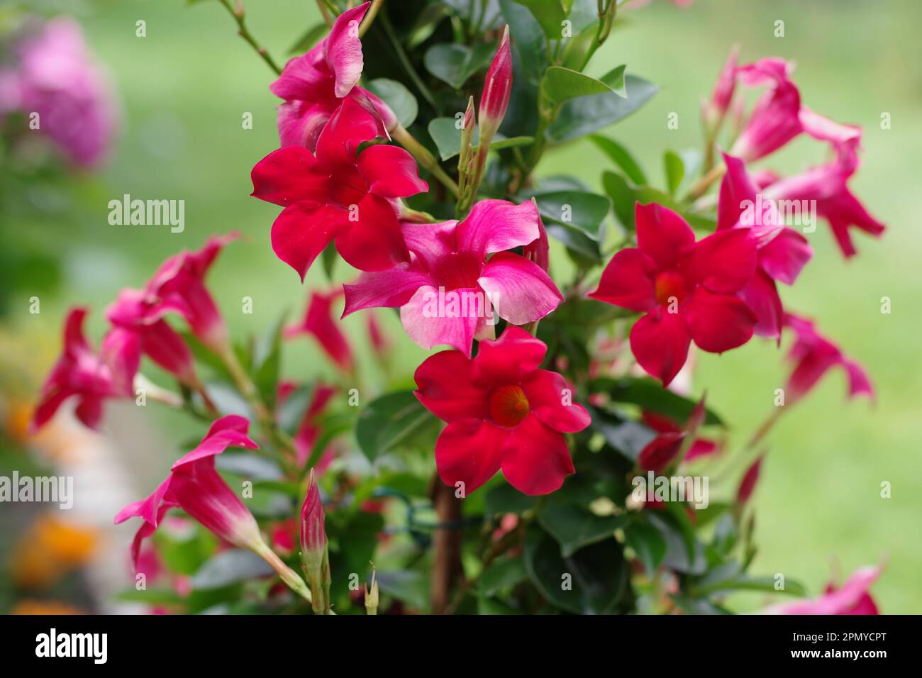 Aperture series of a flower Stock Photo - Alamy