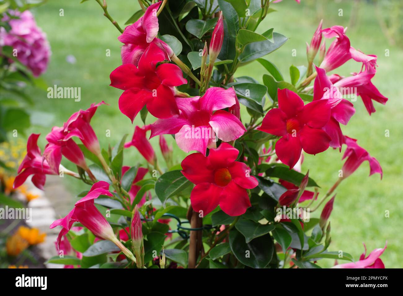 Aperture series of a flower Stock Photo - Alamy
