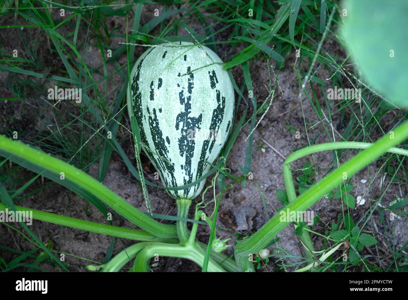Zucchini, pumpkin and courgette in the garden bed in a suburban area ...