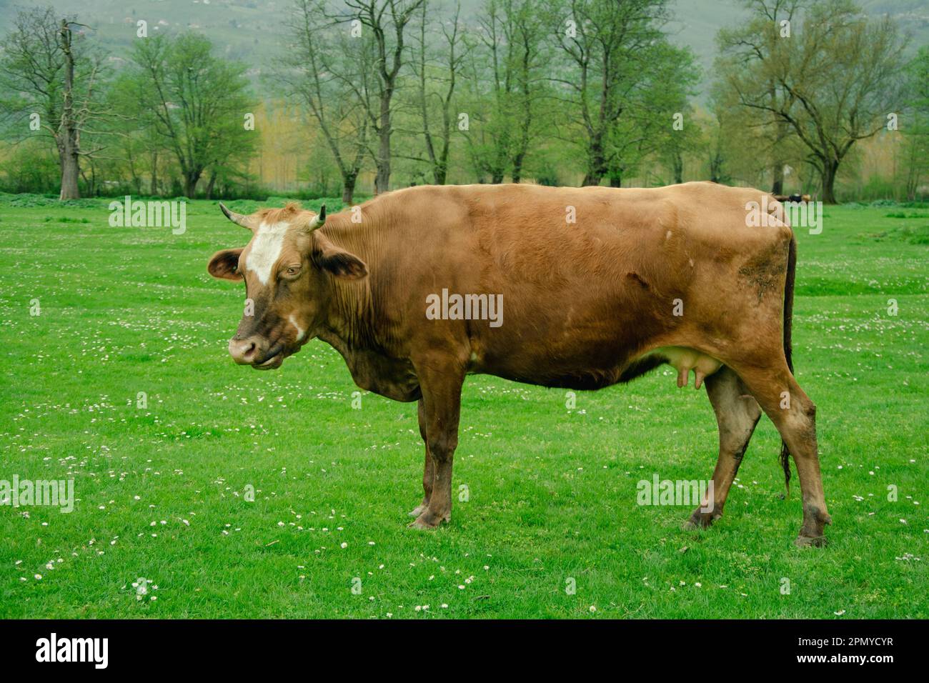 Brown cow raised graze in the pasture. Group of cows or cattle are ...