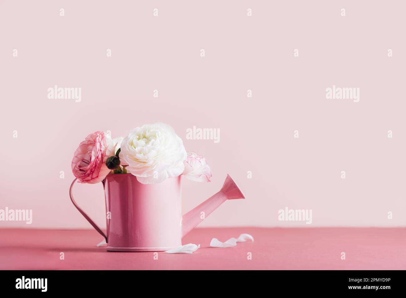 Floral arrangments of tender ranunculus flowers Stock Photo - Alamy