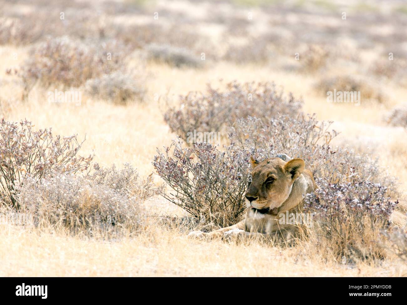 Female lion with tracking collar hi-res stock photography and images ...