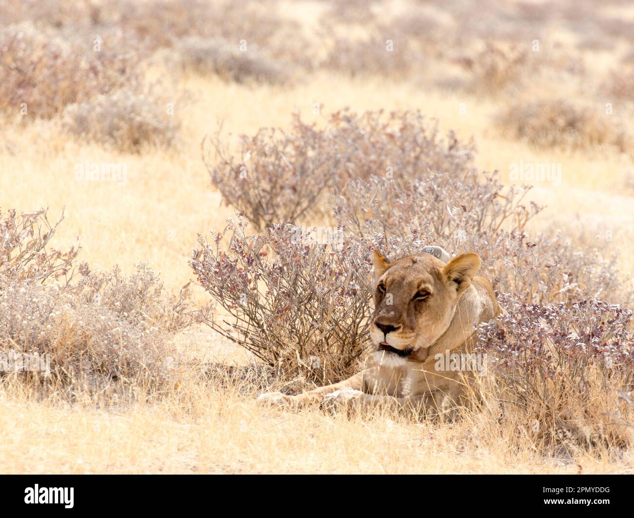 Female lion with tracking collar hi-res stock photography and images ...