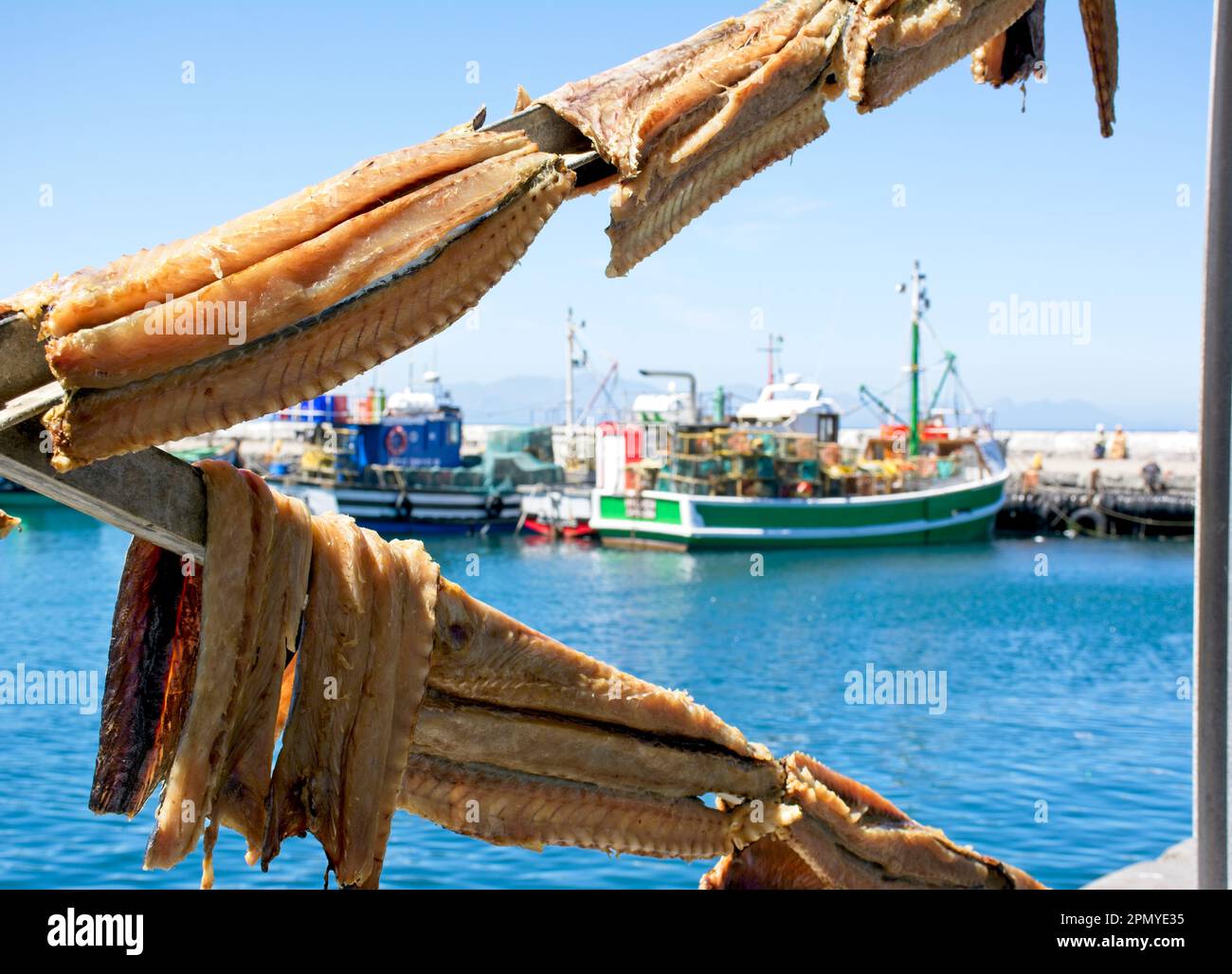 Snoek fish hanging in the sun to dry, a delicacy in South Africa, with ...