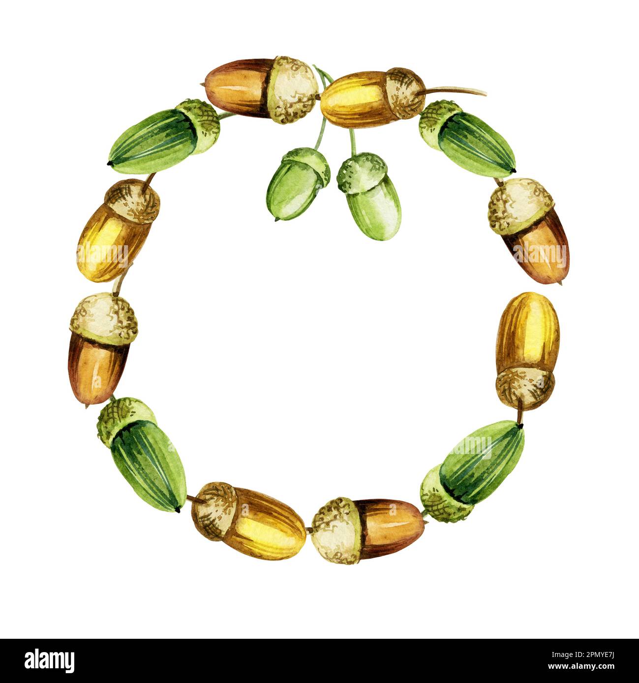 hand draw watercolor round composition with oak seeds, acorns, yellow ...