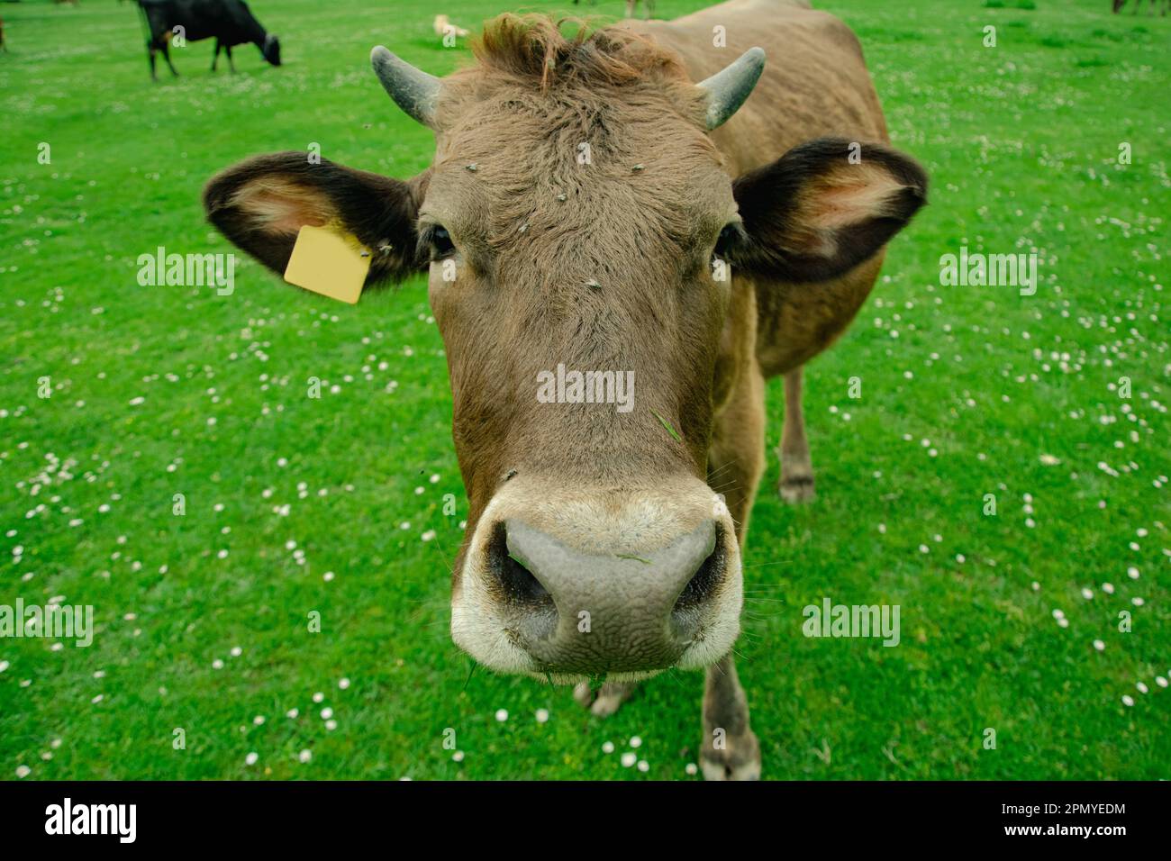 Brown cow raised graze in the pasture. Group of cows or cattle are prepared for sacrifices on ...