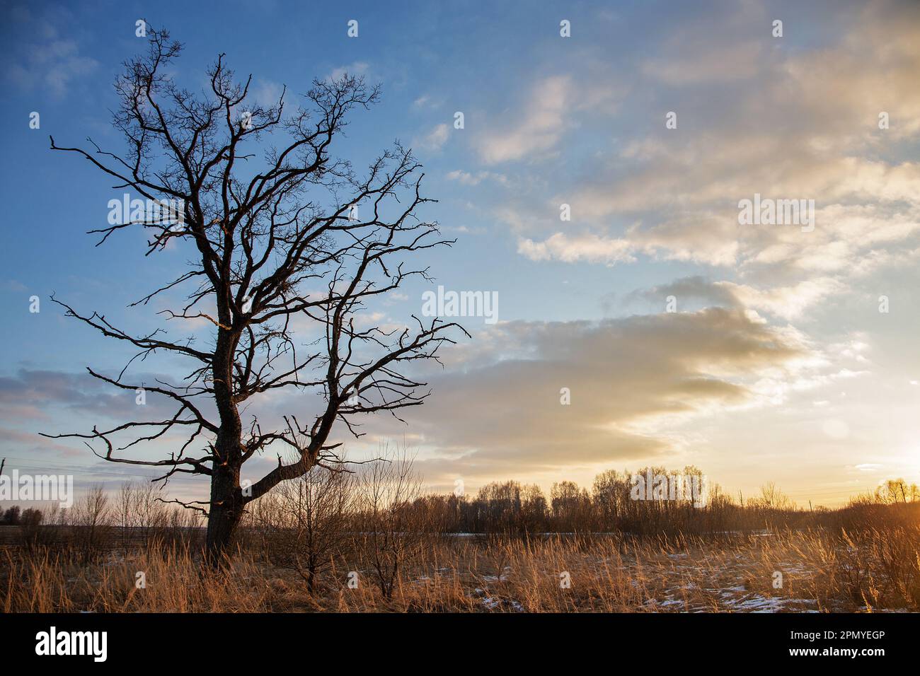 A lonely tree in a cold field. Winter sunset in Lithuania Stock Photo ...