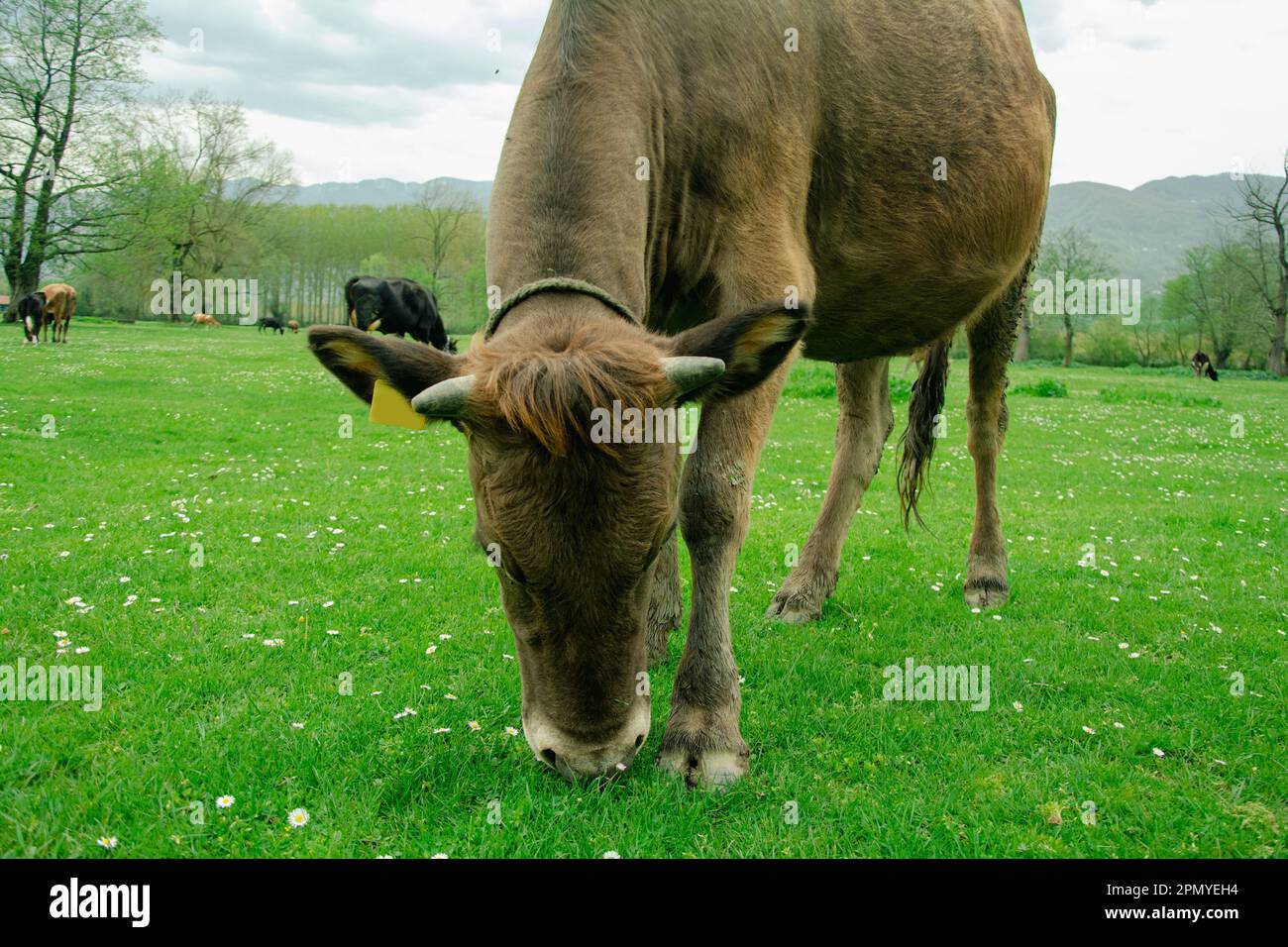 Brown cow raised graze in the pasture. Group of cows or cattle are ...