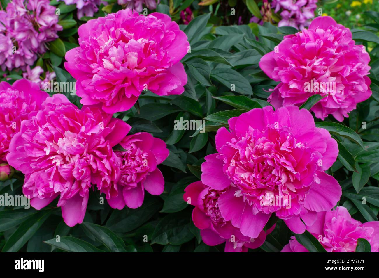 Pink flower fading to white hi-res stock photography and images - Alamy