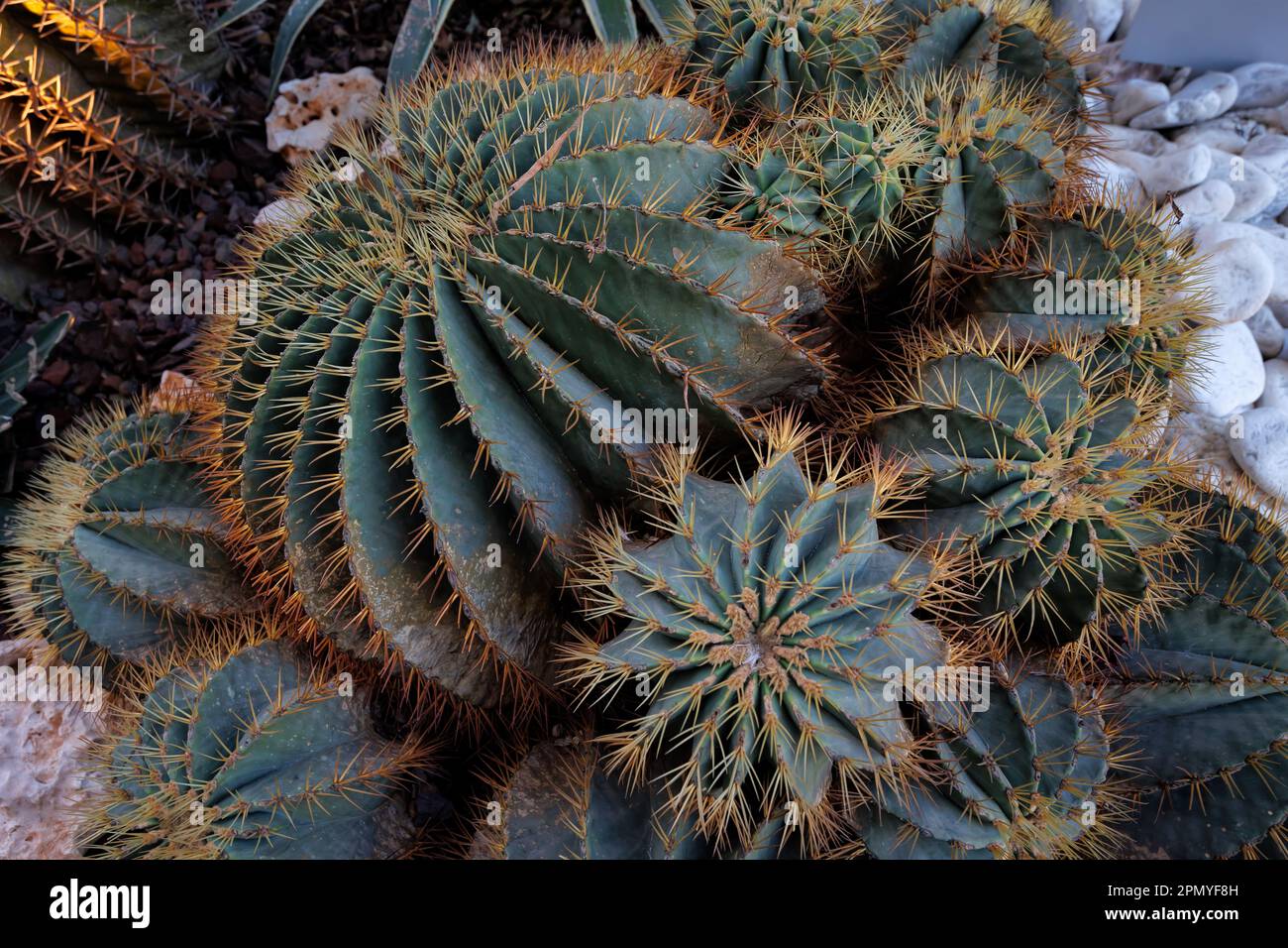 Echinocactus platyacanthus, also known as the giant barrel cactus ...