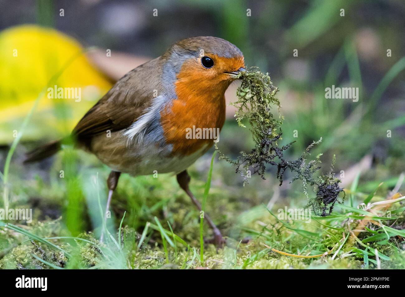 Female robin uk hi-res stock photography and images - Alamy