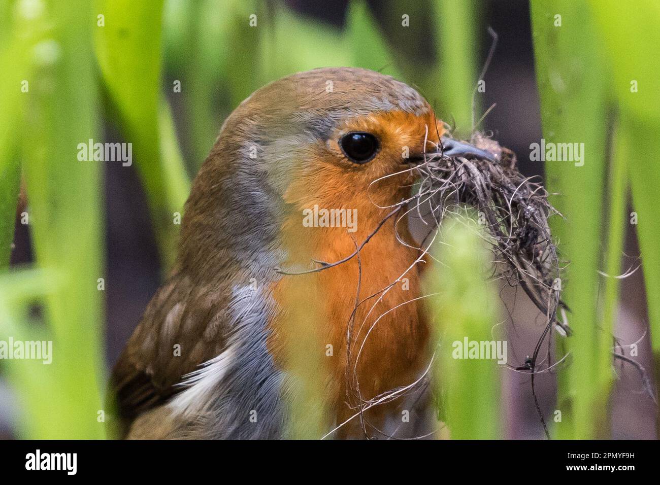 London, UK. 15th April, 2023. A female robin (Erithacus rubecula ...