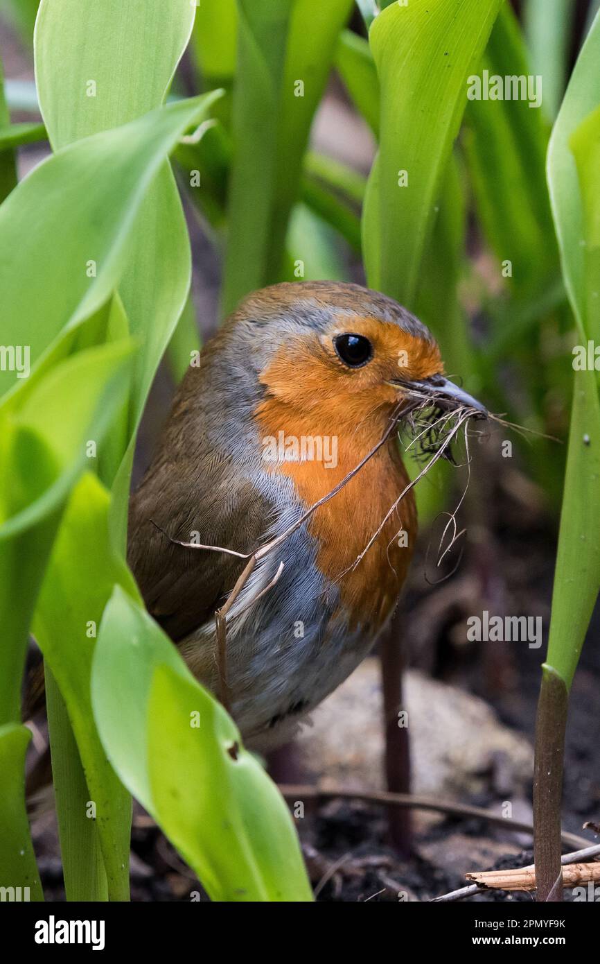 London, UK. 15th April, 2023. A female robin (Erithacus rubecula ...