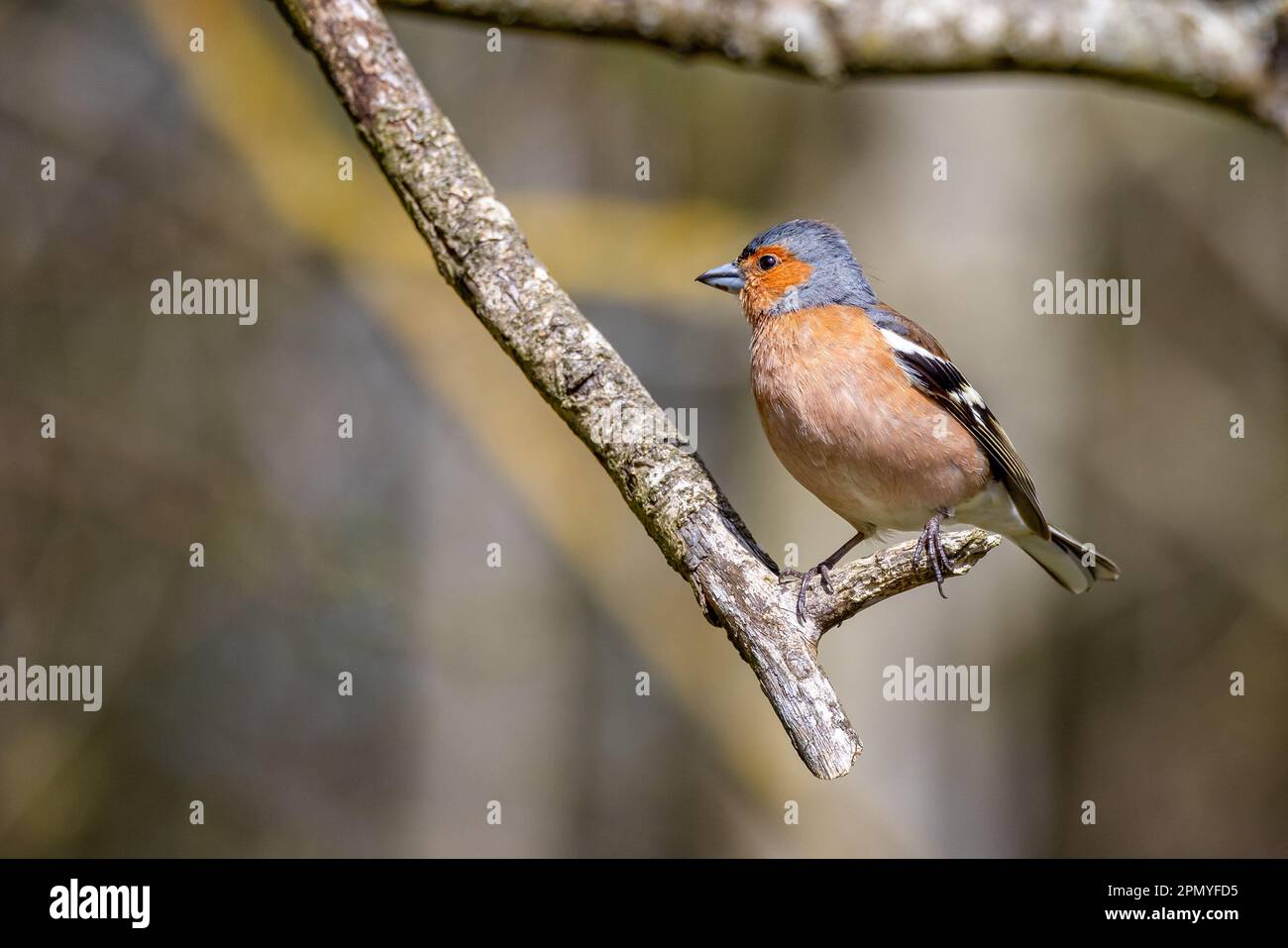 Side view great perched hi-res stock photography and images - Alamy