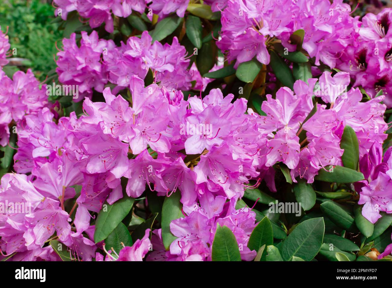 Catawba rhododendron rhododendron catawbiense hi-res stock photography ...