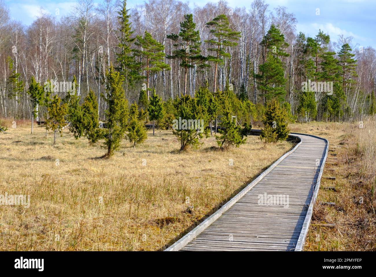 A wooden tourist walkway with juniper trees along the edge. early ...