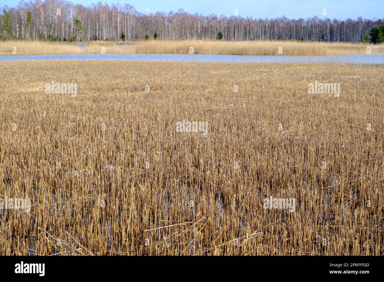 Cut reed field in the lake. lake care measures Stock Photo - Alamy