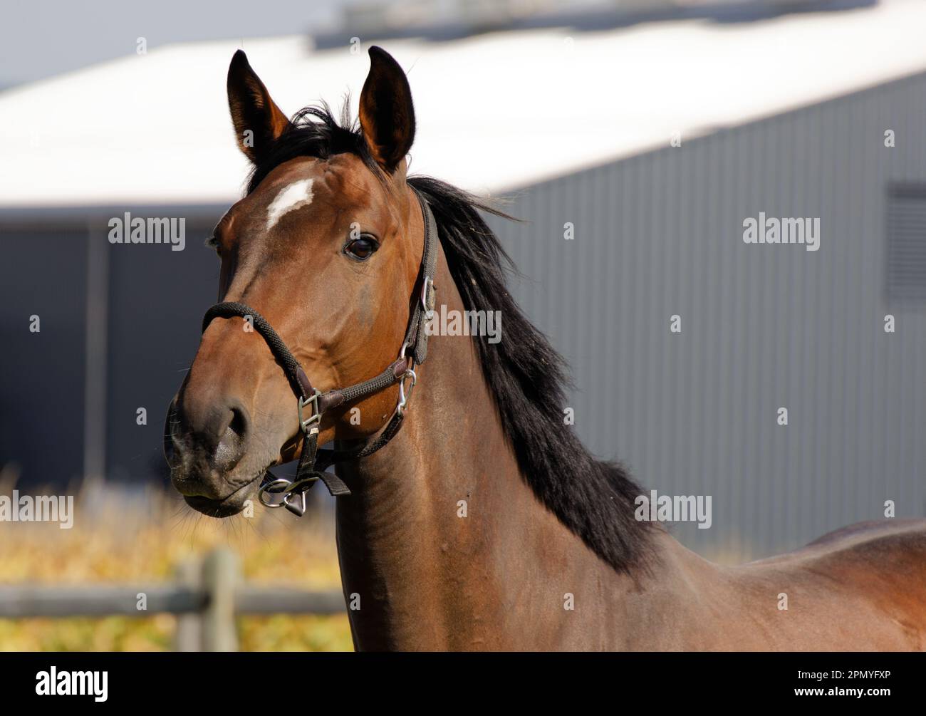 brown-red horse head photographed from the front with muscular neck ...