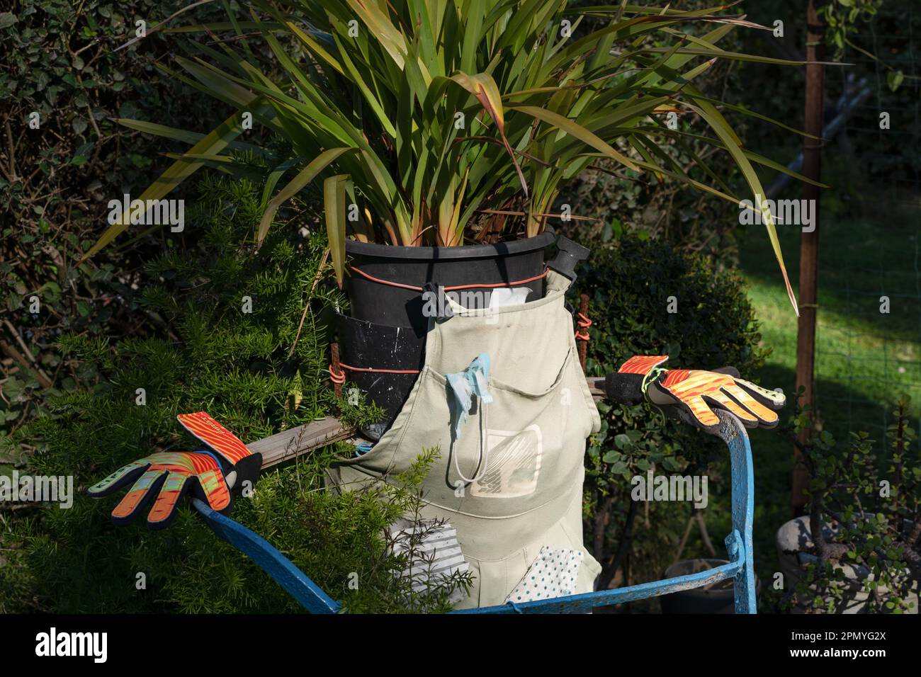 Scarecrow stands in garden tall in its eco-friendly attire apron ...