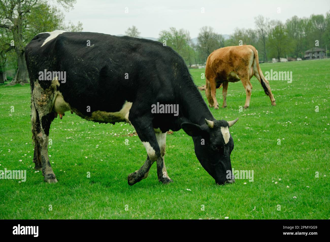 Cows raised for Eid-al-Adha graze in the pasture. Group of cows or ...