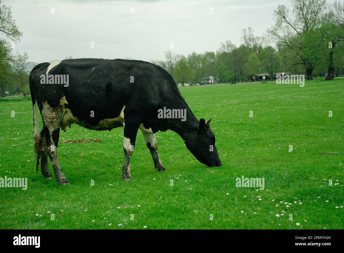 Cows raised for Eid-al-Adha graze in the pasture. Group of cows or ...