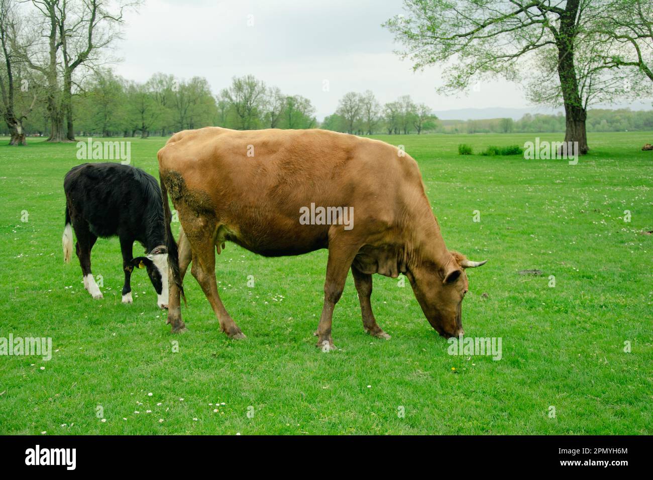 Cows raised for Eid-al-Adha graze in the pasture. Group of cows or ...