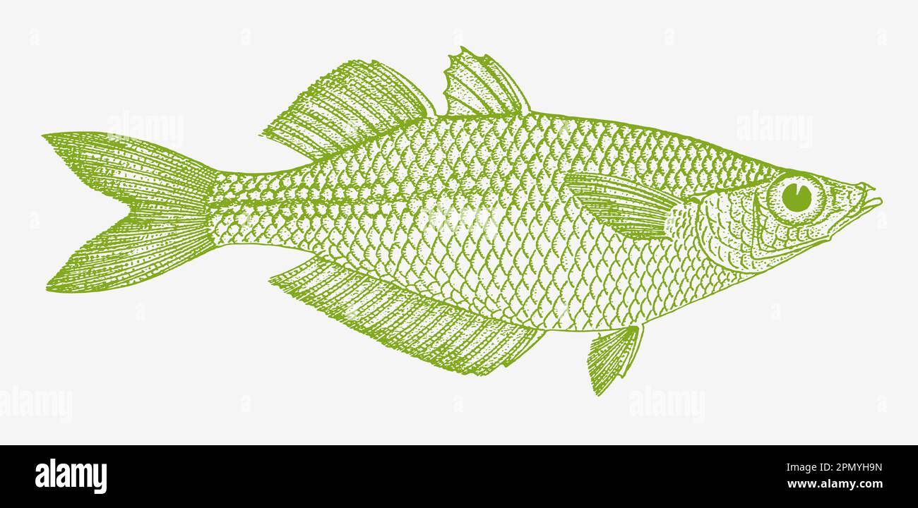 Sepik rainbowfish glossolepis kabia, aquarium fish in side view Stock ...