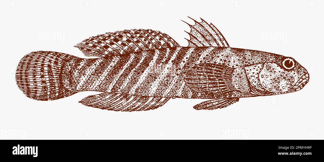 Insignia prawn-goby cryptocentroides insignis, marine fish in side view ...