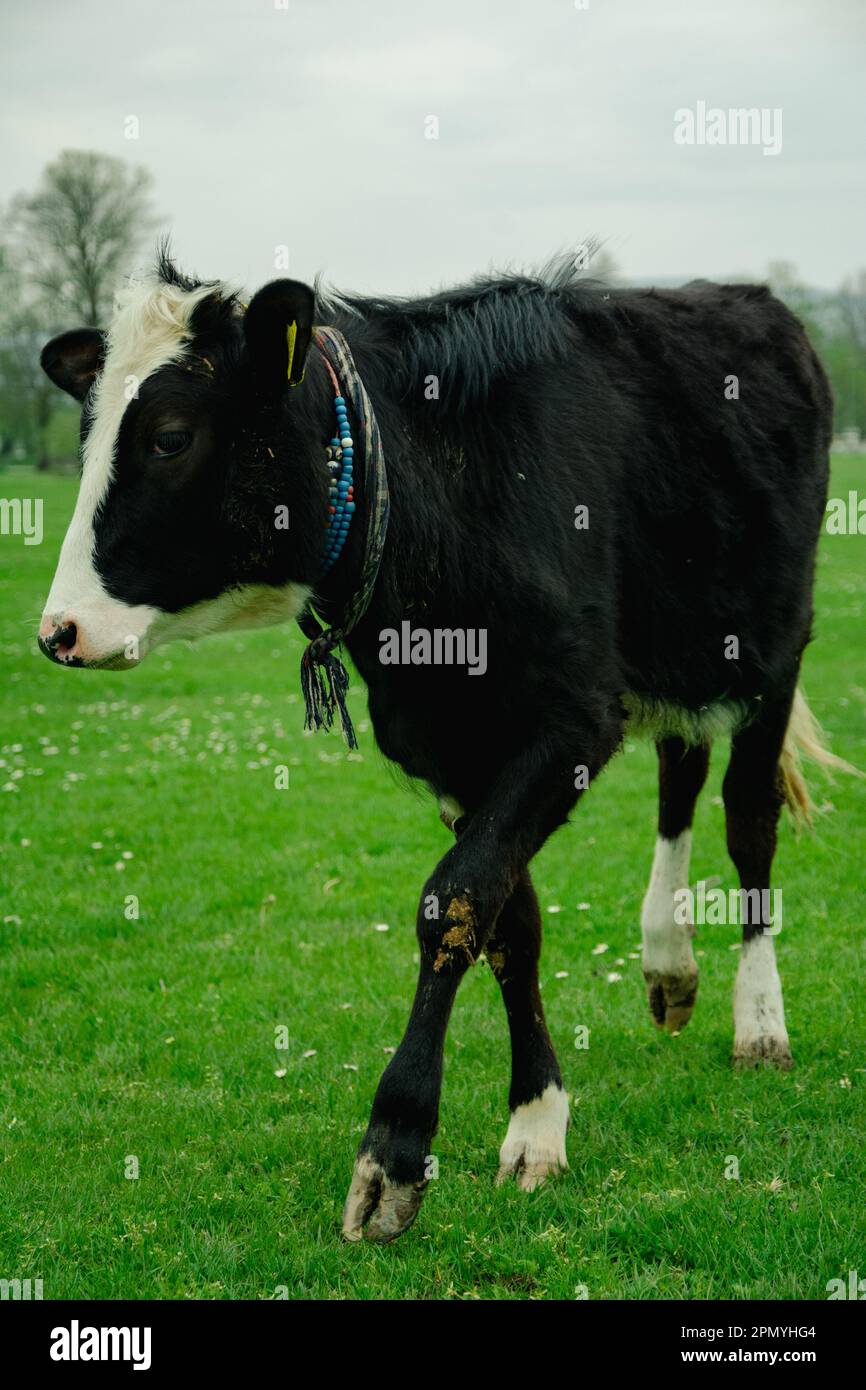 Cows raised for Eid-al-Adha graze in the pasture. Group of cows or ...