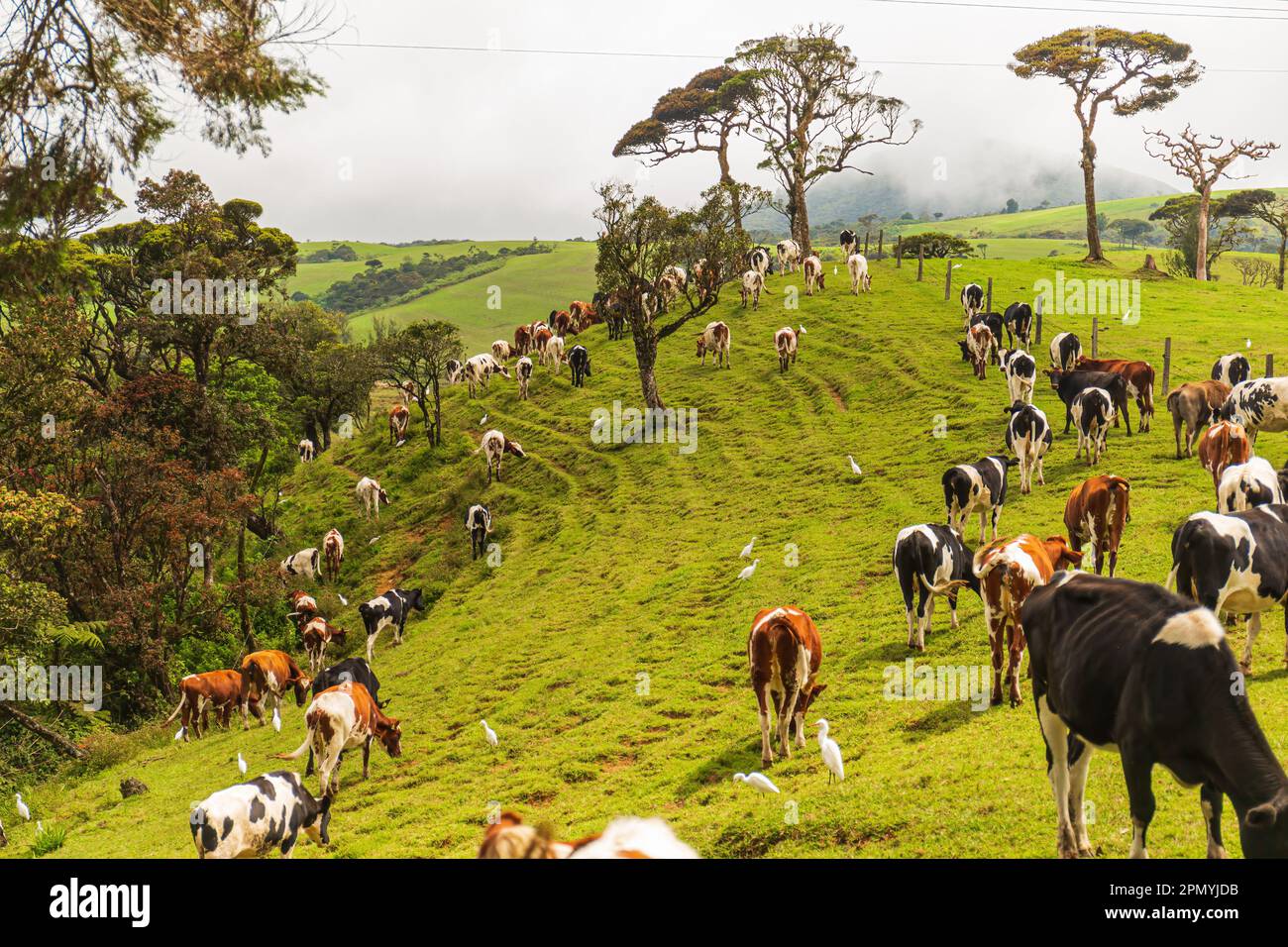 Nuwara eliya ambewela farm hi-res stock photography and images - Alamy