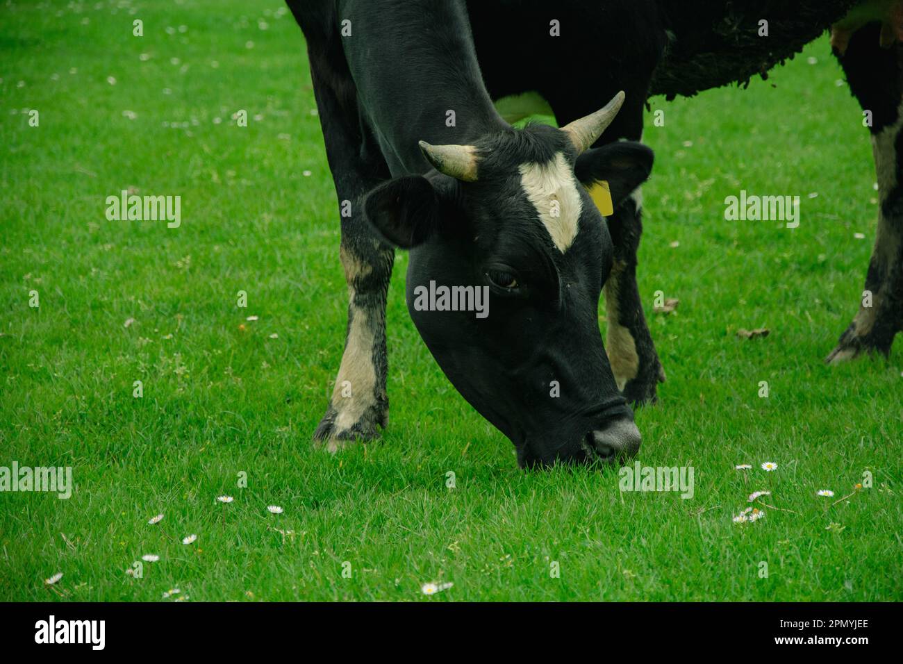Cows raised for Eid-al-Adha graze in the pasture. Group of cows or ...