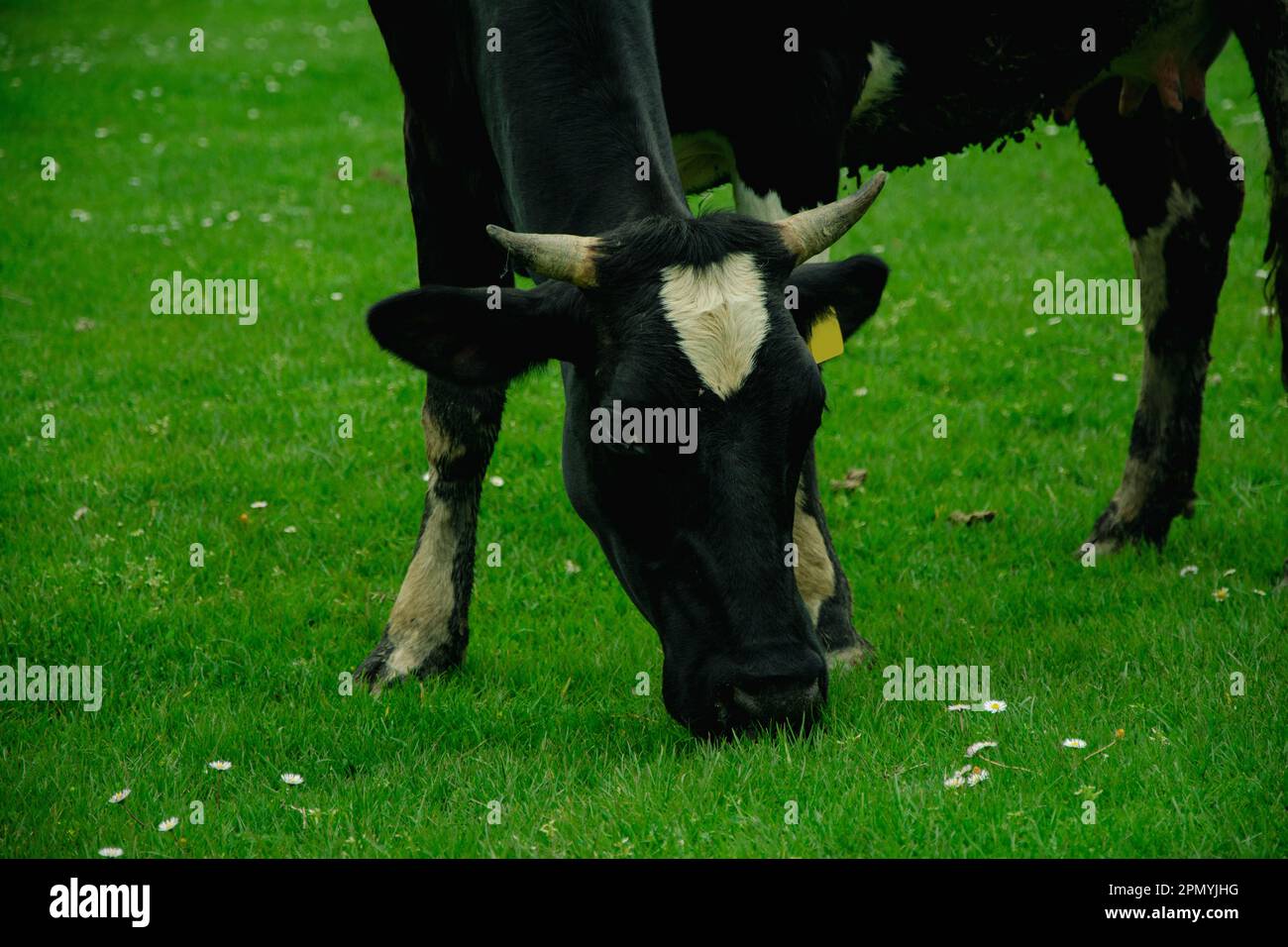 Cows raised for Eid-al-Adha graze in the pasture. Group of cows or ...