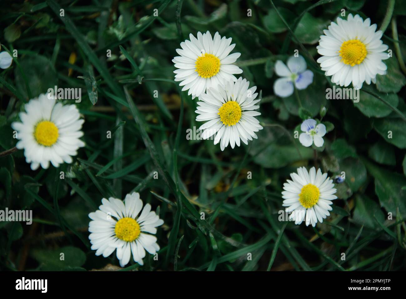 Daisy in grass hi-res stock photography and images - Alamy