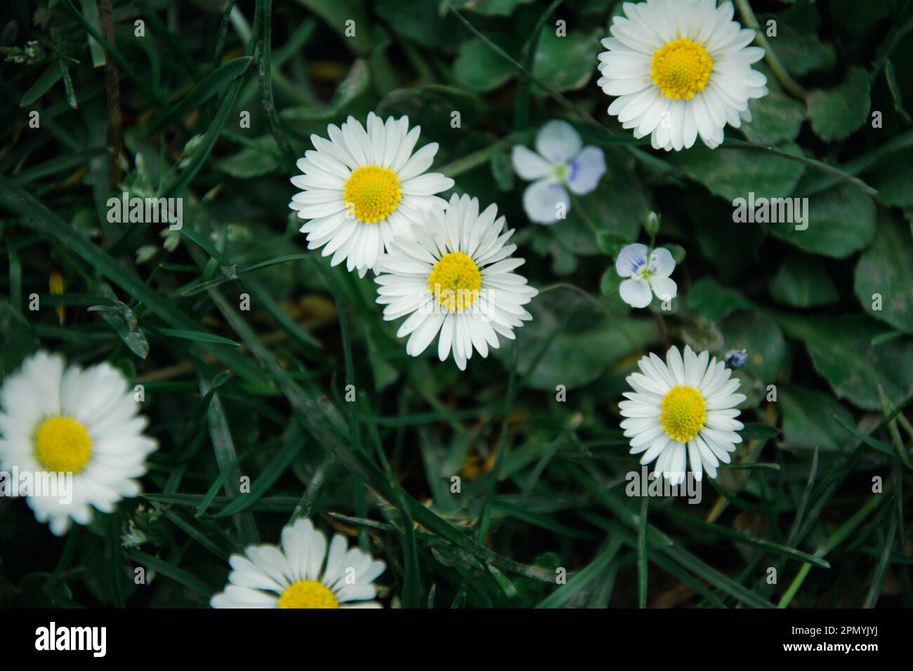 Close up daisy flower hi-res stock photography and images - Alamy