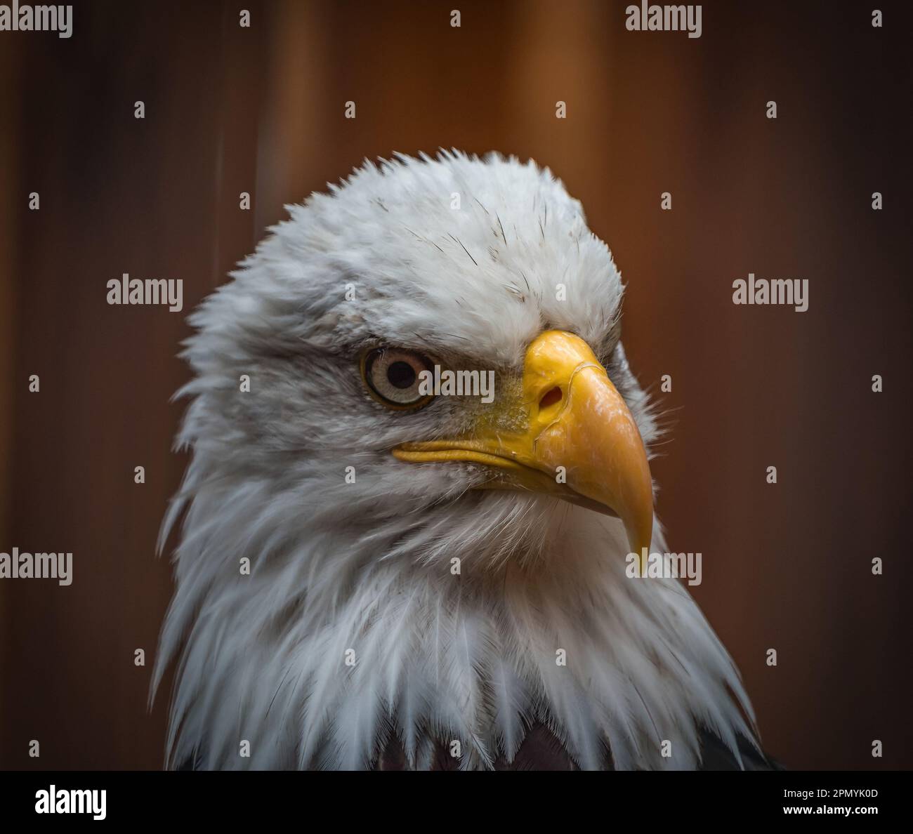 Selective focus shot majestic hi-res stock photography and images - Alamy