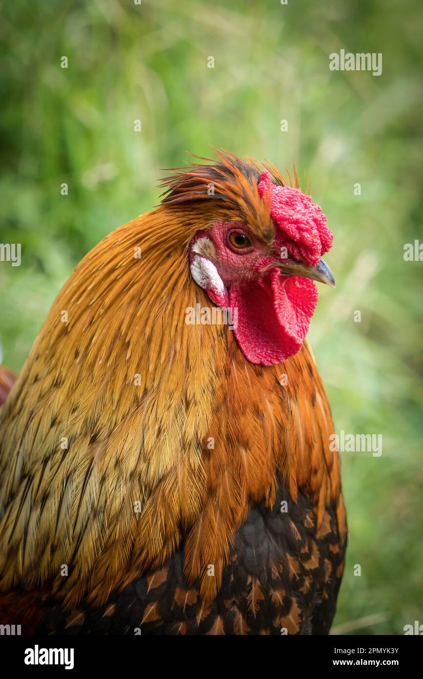 This proud rooster stands atop a log in a lush, green meadow surrounded ...