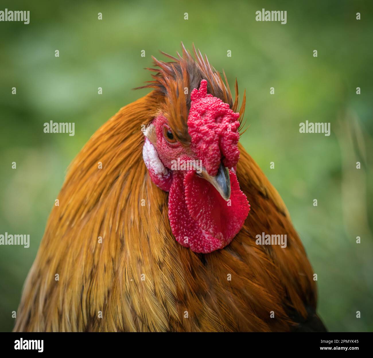 A white chicken with a bright red comb and crest perched atop its head ...