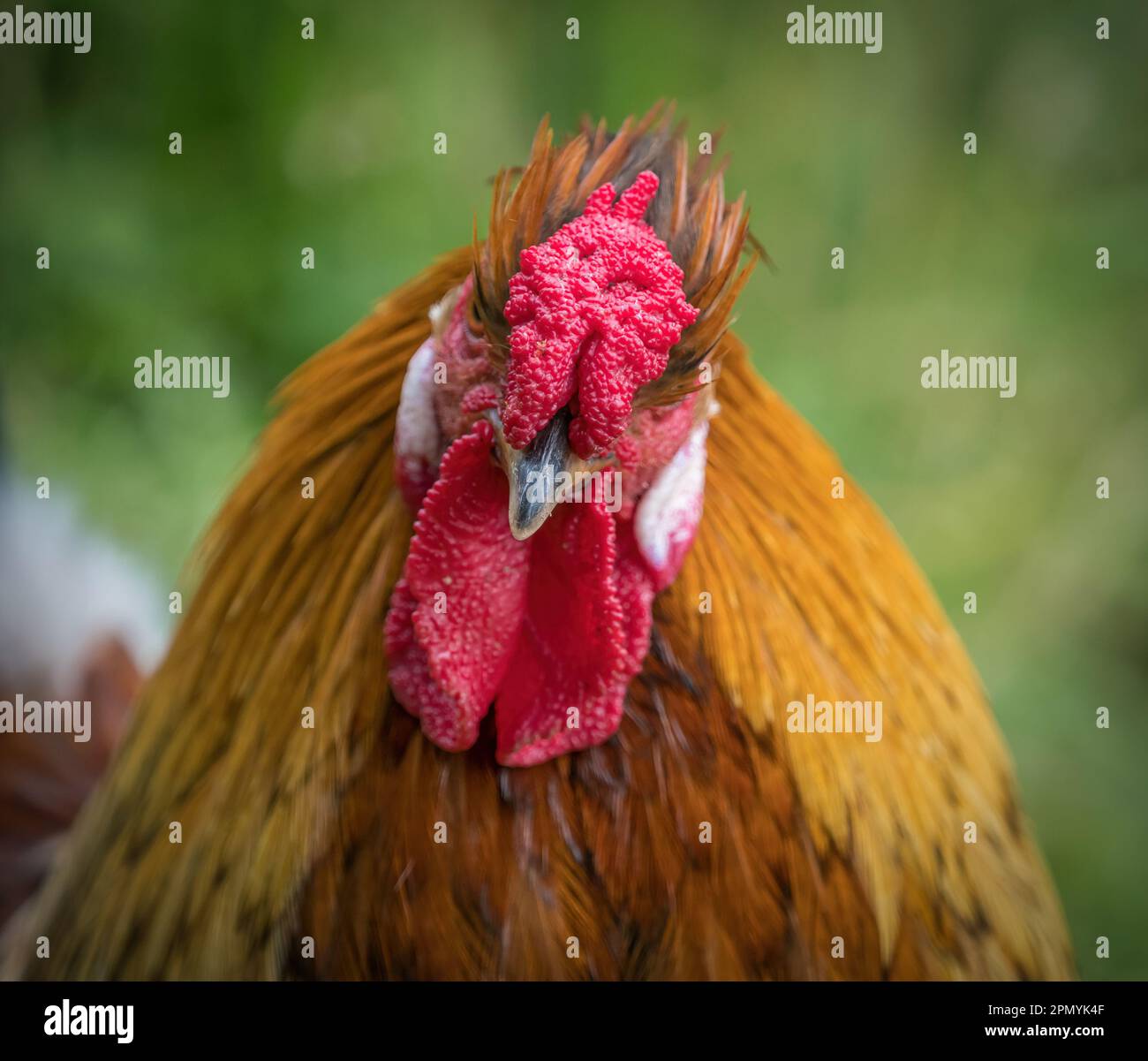 A brown rooster with a vibrant red comb on its head stands in a field ...
