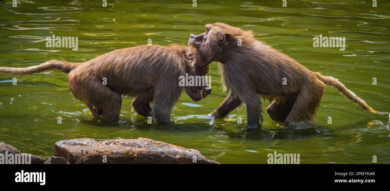Primate fight hi-res stock photography and images - Alamy