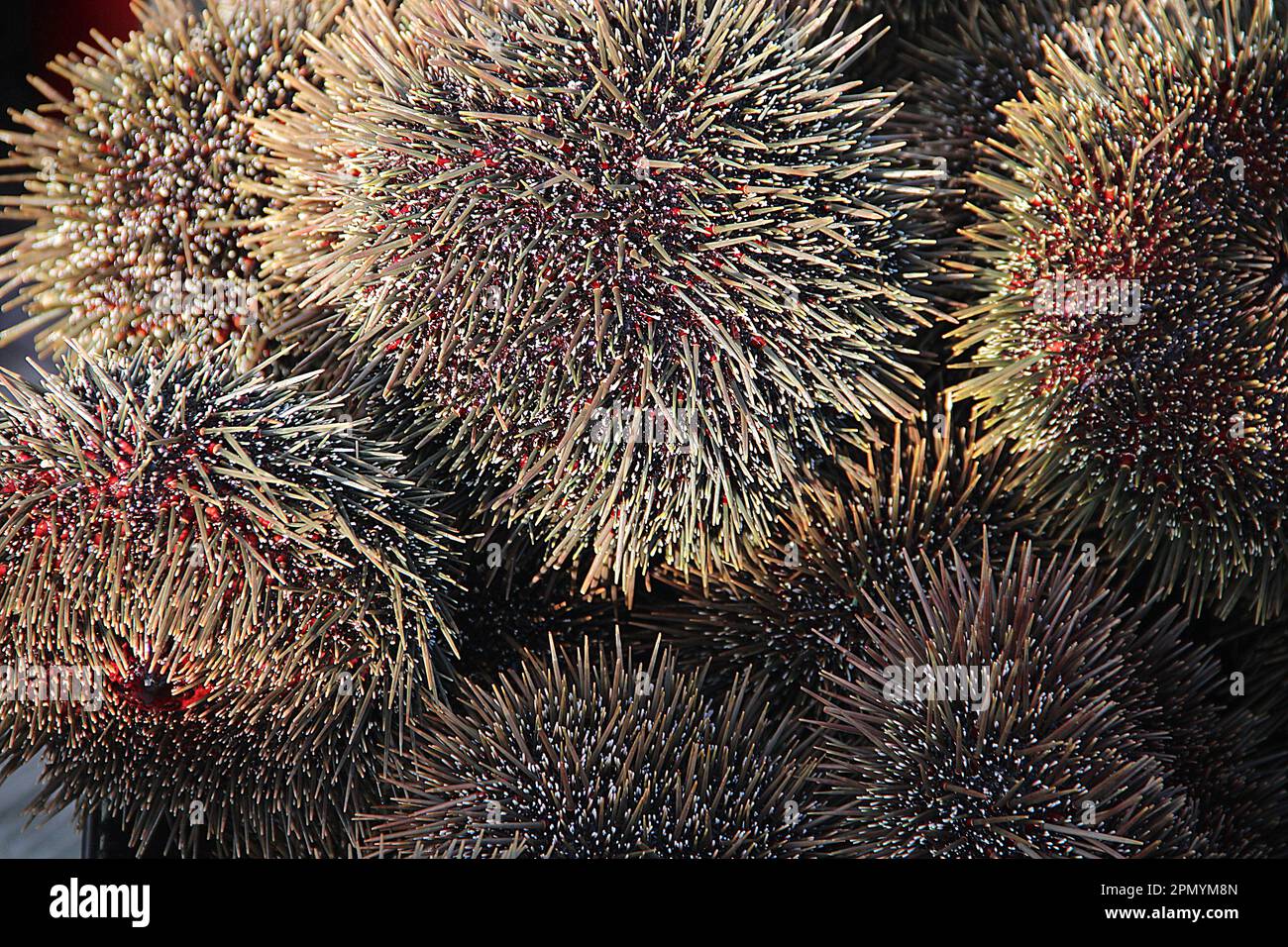 Sea urchin spines hi-res stock photography and images - Alamy