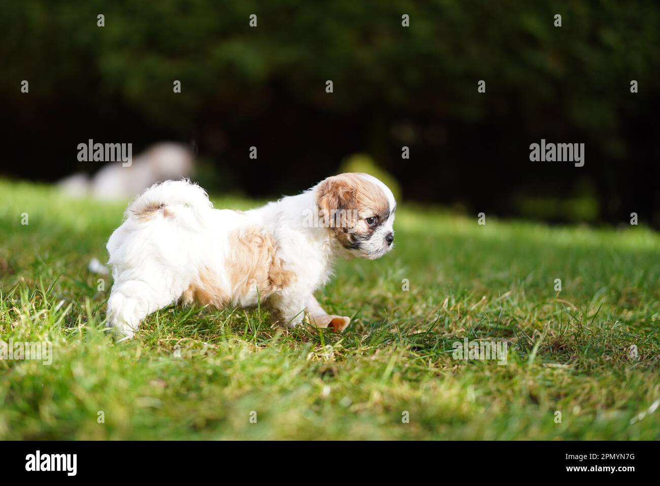 Shichon dog hi-res stock photography and images - Alamy