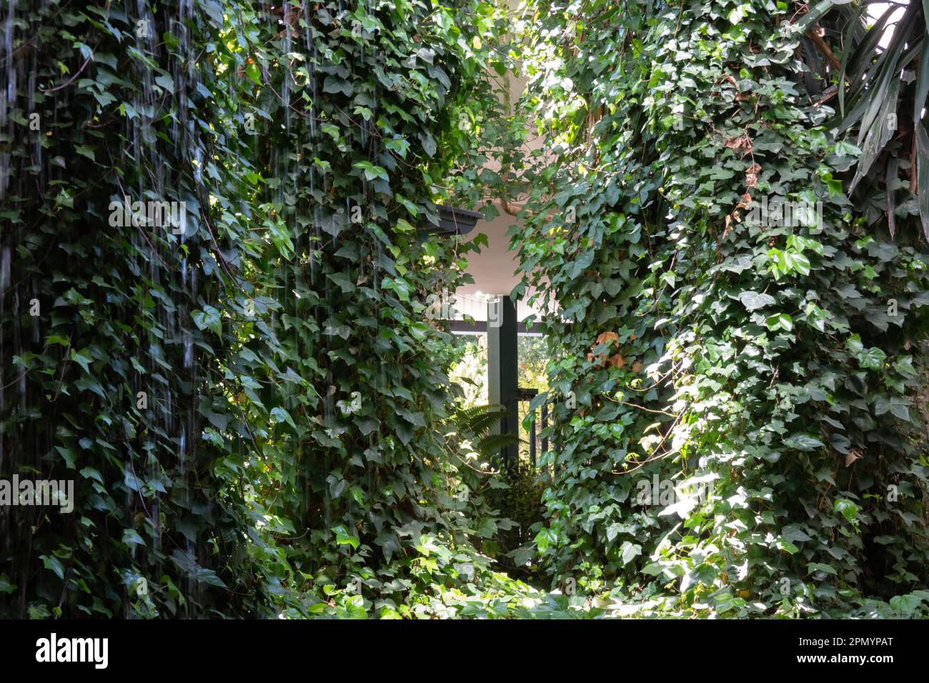 Vertical garden indoors, living green wall with perennial creepers ...