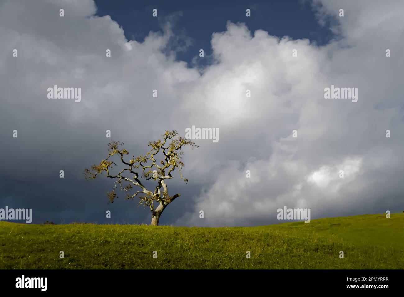 A single tree on a green grass field with white clouds and blue sky ...
