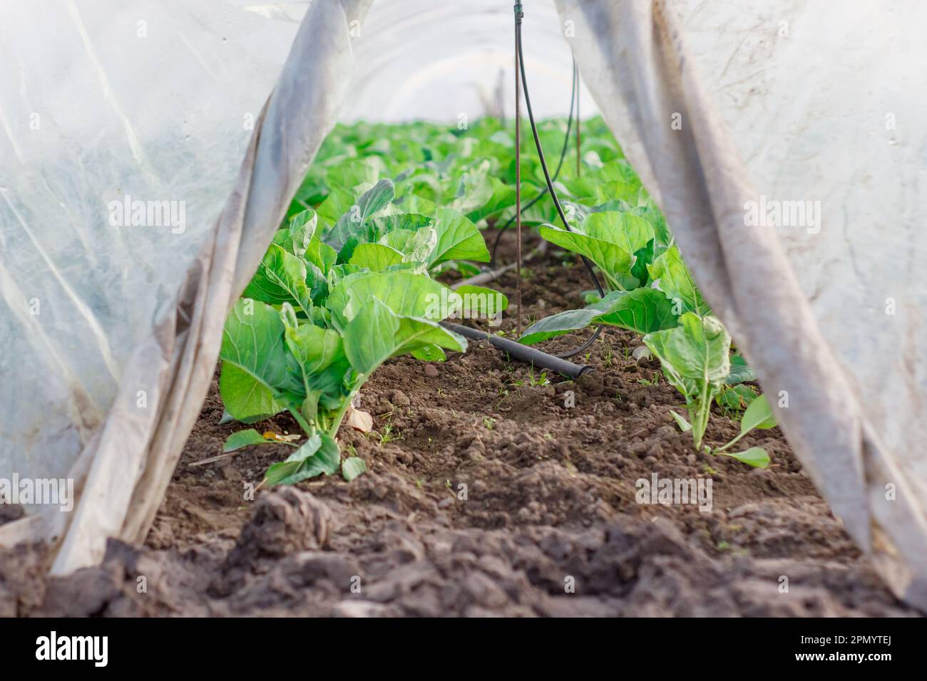 crops growing in a greenhouse Stock Photo - Alamy
